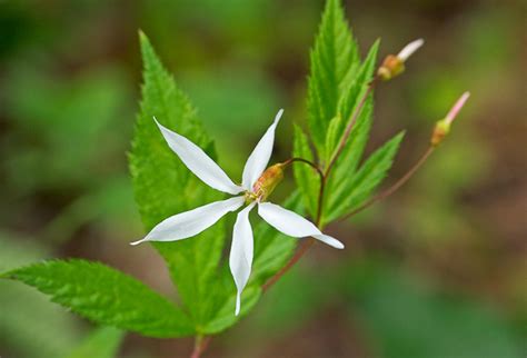 Smoky Mountains Wildflowers Bowmans Root William Britten Photography