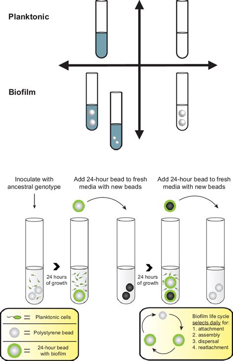 Experimental Design A Six Replicate Populations Were Evolved Under Download Scientific