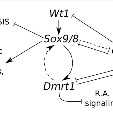 Model For The Regulation Of Mammalian Sex Maintenance Positive Download Scientific Diagram