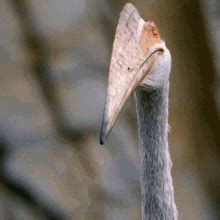 Charlie Beak 