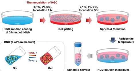 생체세포 기능 인공 세포덩어리 대량 배양기술 개발