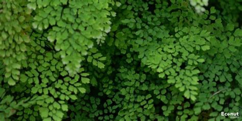 21 Different Ferns Types For Indoor Garden