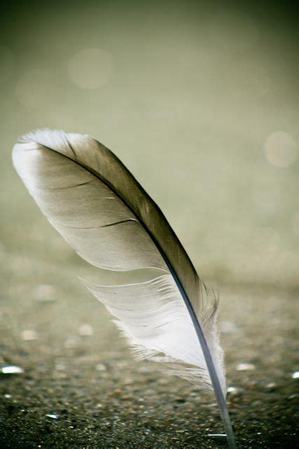 I Have Received Feathers In Response From The Spirit Aquarel