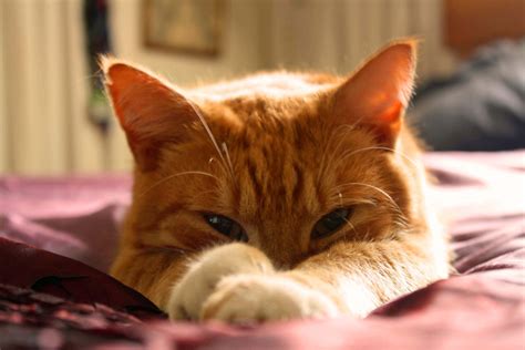 フリー写真 布団の上で伏せている茶トラ猫でアハ体験 Gahag 著作権フリー写真・イラスト素材集 Gahag 著作権フリー