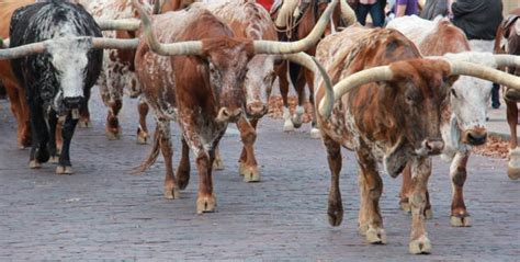1800 Texas Longhorn Cattle Fotografías De Stock Fotos E Imágenes
