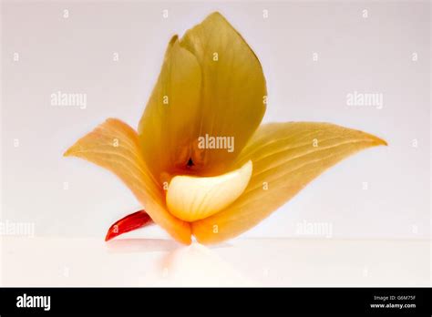 yellow trailing begonia emphasizing the beautiful form and structure of