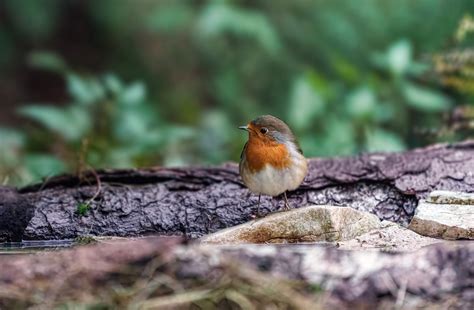 Robin Bird Nature Free Photo On Pixabay Pixabay