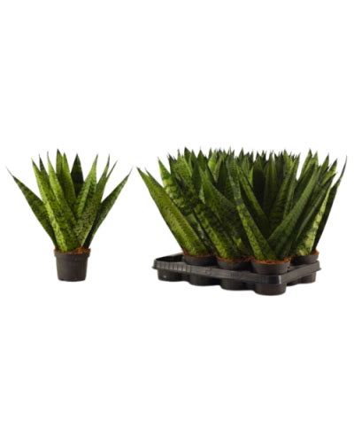 Langue De Belle Mère Zeylanica Éventail Pot De 11 Cm