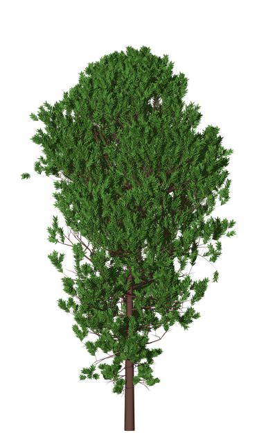 Download Tree Nature Forest Royalty Free Stock Illustration Image