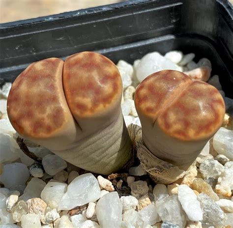 Shpr12094 Lithops Bromfieldii C 40 Кактус онлайн