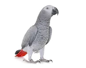 Bird Dna Sexing Pranidhi Veterinary Diagnostics