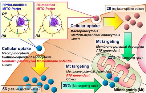 Figure 7 From A Dual Ligand Liposomal System Composed Of A Cell