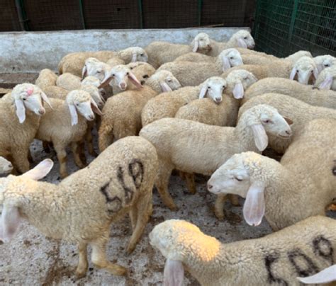 Halal Meat हलाल मीट के लिए अब देश ने बनाए अपने नियम और लोगो यहां