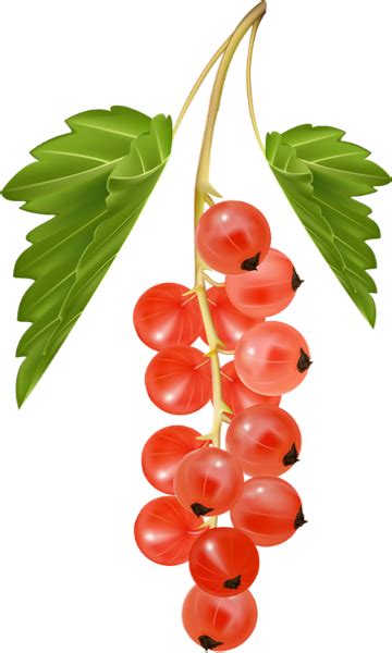 Fruits Cassis Groseilles Myrtilles Page 2
