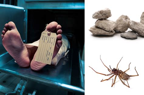 Scientists Given Honors At Ig Nobel Prizes For Unusual Studies