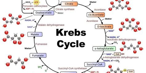 Esquema Do Ciclo De Krebs Ibap Cursos