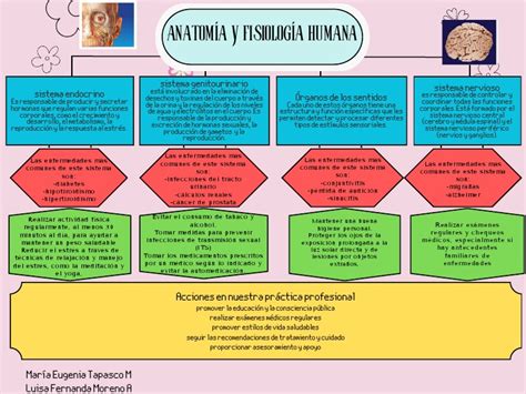 Mapa Conceptual Anatomía Y Fisiología Humana Pdf Pdf