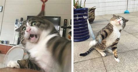 Un gato se vuelve viral por sus hilarantes y dramáticas reacciones que