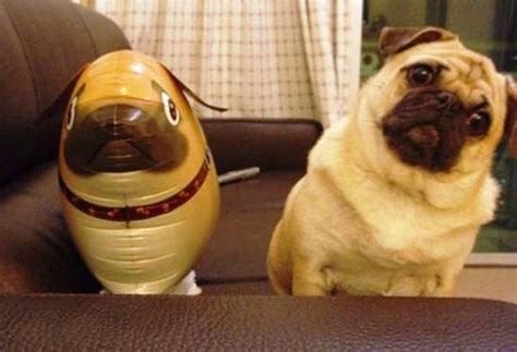 The Cutest Pug Pictures Ever Seen