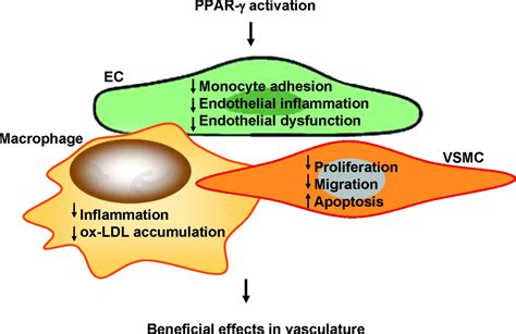 Peroxisome Proliferator Activated Receptor γmediated Effects In The Vasculature Circulation