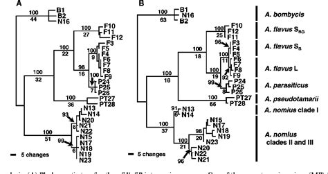 Figure 2 From Sequence Comparison Of Aflr From Different Aspergillus