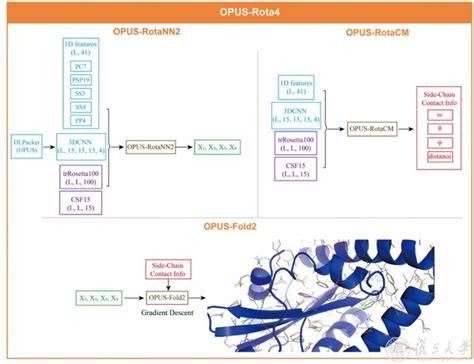 为新药研发提供利器：复旦复杂体系多尺度研究院团队发表超越谷歌“alphafold2”的蛋白质侧链预测成果 字节点击