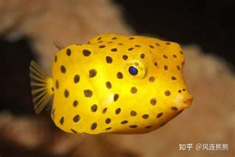 箱鲀368 知乎