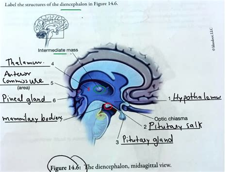 Solved Exercise 5 The Diencephalon Label The Structures Of The Diencephalon In Figure 14 6