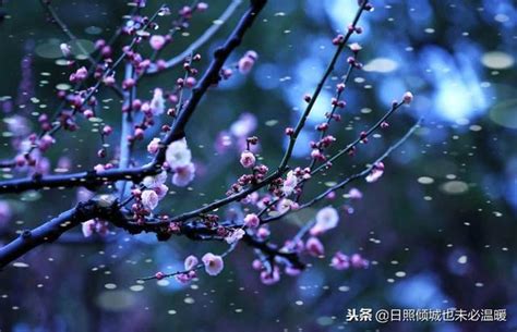 雪飛塞外幾時橫，我自聞香識舊朋 每日頭條