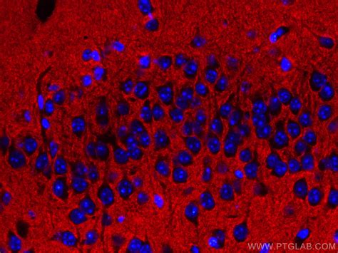 Syntaxin 1a Syntaxin 1b Antibody Cl594 66437 Proteintech
