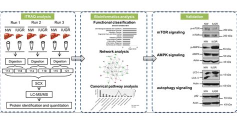 Global Liver Proteome Analysis Using Itraq Reveals Ampkmtorautophagy