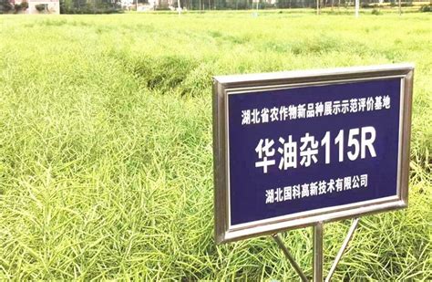 33种这个油菜新品种示范现场观摩会在谷城召开 荆楚网 湖北日报网