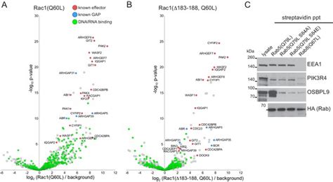Figures And Data In In Vivo Identification Of Gtpase Interactors By
