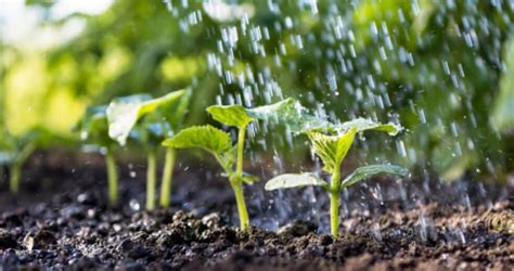 Consejos Para Una Correcta Nutrición De Cultivos Agrosense
