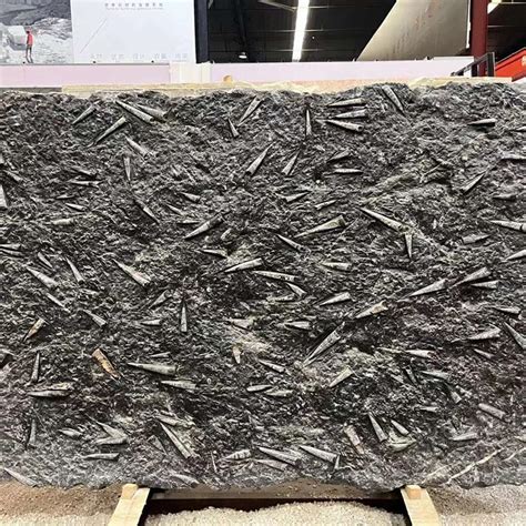 Fossil Black Marble China Marble Granite Quartzite Agate Manufacturer And Supplier Hrst Stone