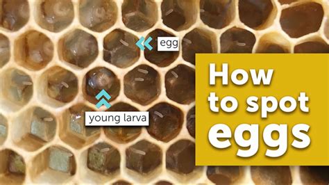 How To Find Eggs In Your Beehive