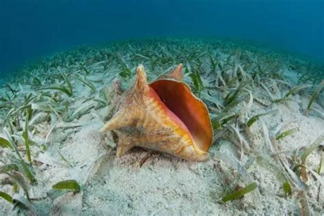 Whelk Vs Conch Whats The Difference