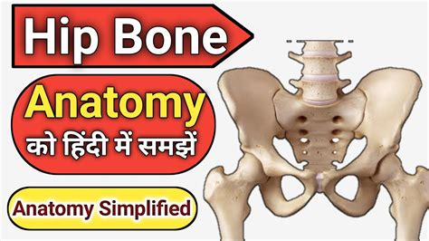Human Body Parts Name Hip Meaning In Hindi