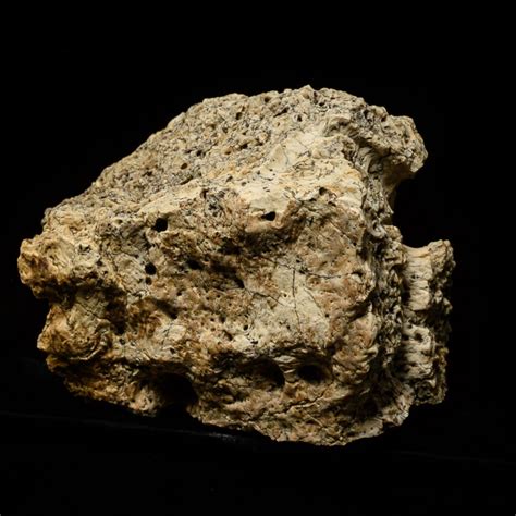 Ankylosaurus Fossil Discover Rings