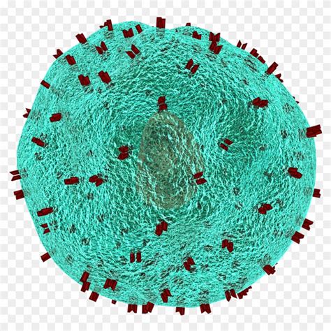 Cd Helper T Cells Are Responsible For Aiding B Cells Helper T Cell Png Transparent Png