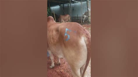 ইনশাআল্লাহ আগামী কাল সেবার হাট বাজারে আমাদের গরু গুলো উঠাবো। Youtube