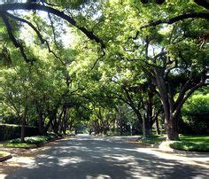 Images About Tree Lined Streets On Pinterest Street Ficus Tree And Trees