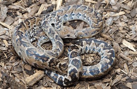 Adult Male Of Chilabothrus Angulifer Bearing Haplotype 93 Haplogroup