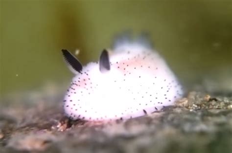 These Sea Bunnies Are Absolutely Adorable Bunny Sea Slug Sea Slug