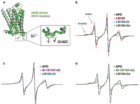 Figure 4 From Molecular Insights Into G Protein Coupling Specificity At