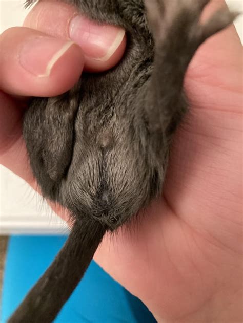 Please Help Me Sex This Gerbil R Gerbil