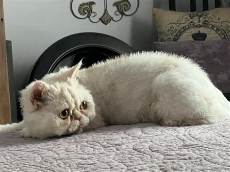 My What Big Eyes Bimpy Has R Persiancat