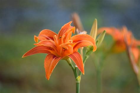 Lilium Lily Orange Free Photo On Pixabay Pixabay