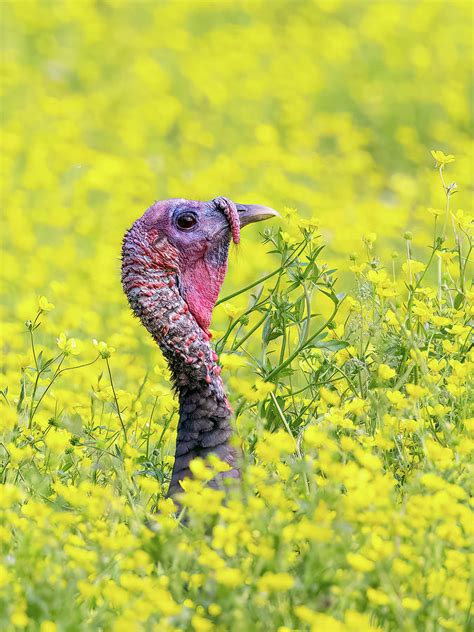Hiding From Tom Photograph By Gina Fitzhugh Fine Art America