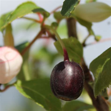 Deaflora - Fuchsie Annabel (Pflanze)